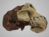 3D model 3D Skull Realistic Australopithecus Africanus Taung Child ...