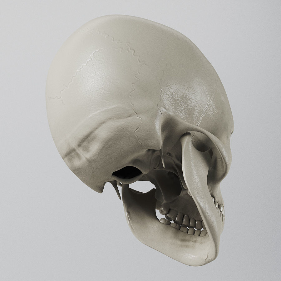 Human Skull - Anatomy 3D model | CGTrader