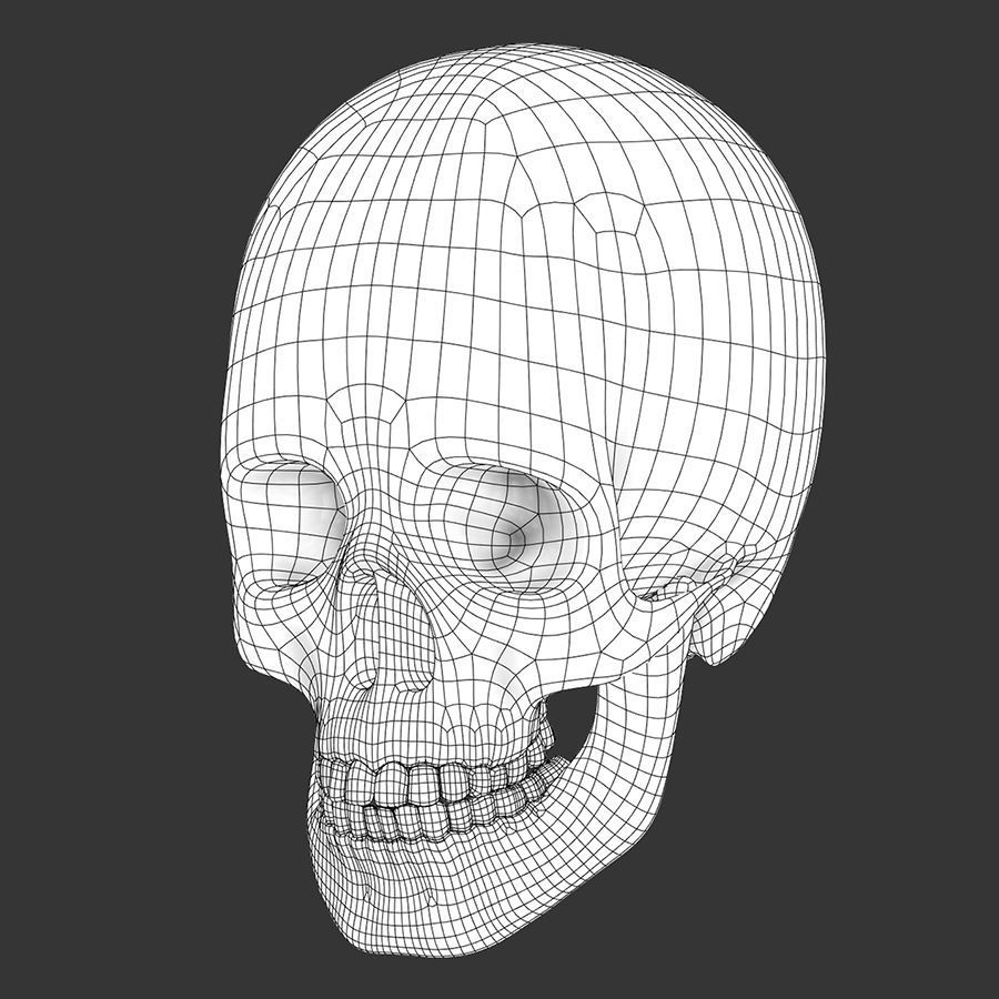 Human Skull - Anatomy 3D model | CGTrader