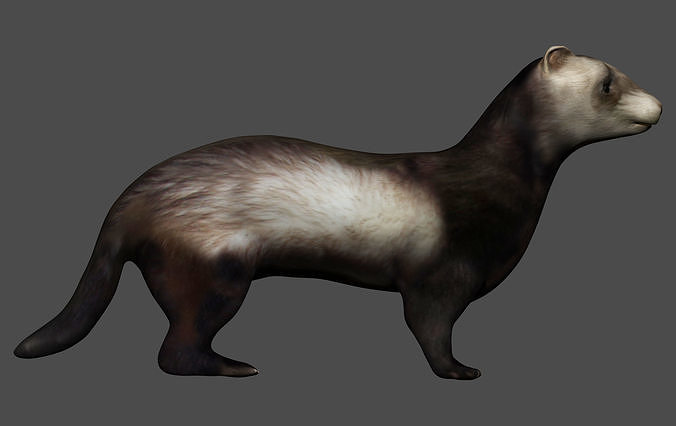 3D model Ferret Mongoose VR / AR / low-poly rigged | CGTrader