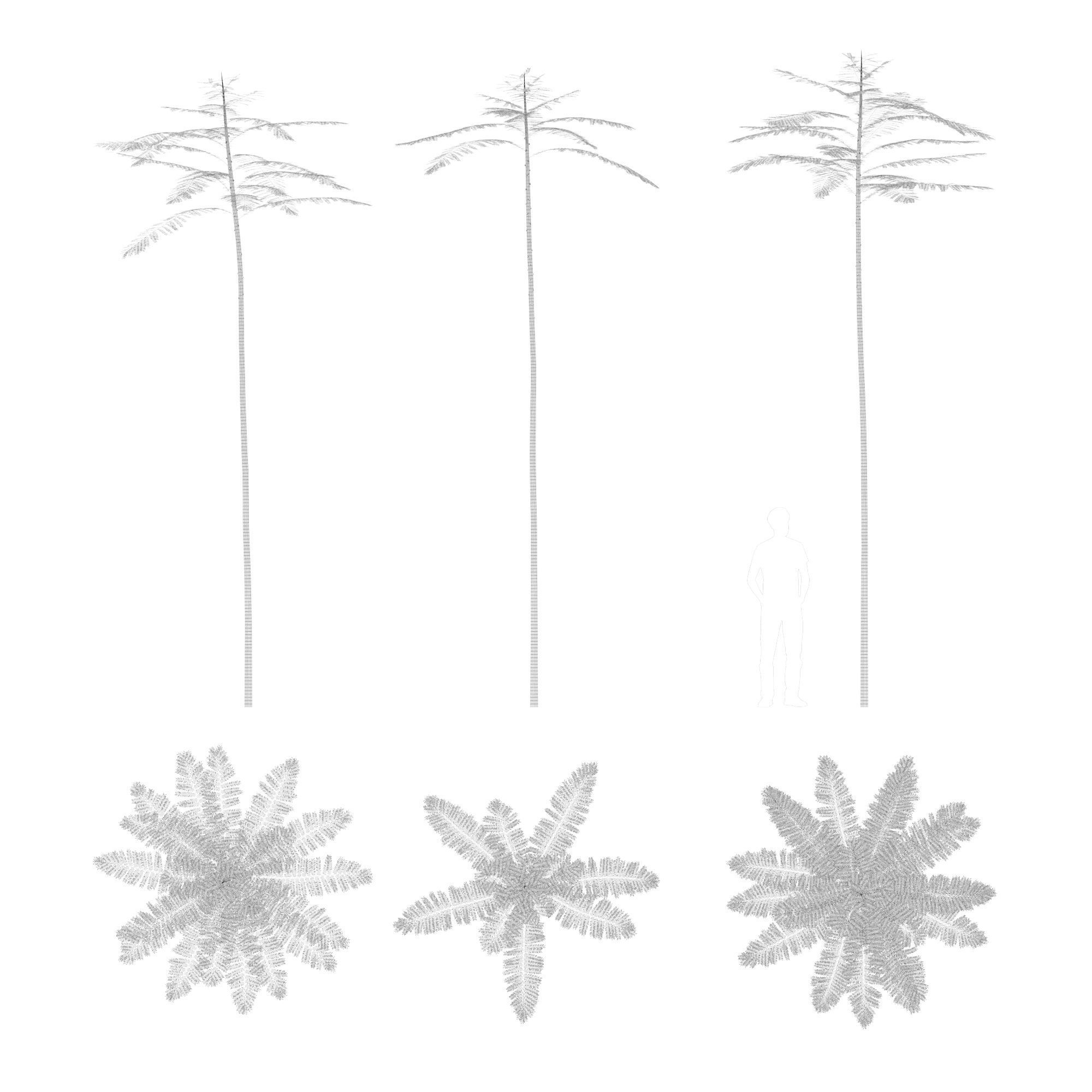 Schizolobium Parahyba GROWFX PAKIS BRAZIL-SOLOBIUM-MAX SKP BLEND 3D ...