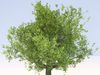 Oak tree free 3D model | CGTrader