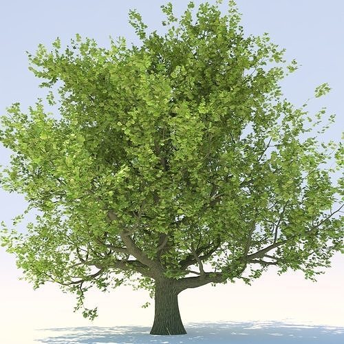 Oak tree free 3D model | CGTrader