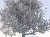 Oak tree free 3D model | CGTrader