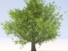 Oak tree free 3D model | CGTrader