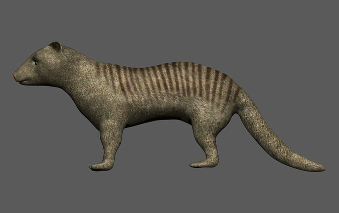 3D model Mongoose kangaroo VR / AR / low-poly rigged | CGTrader