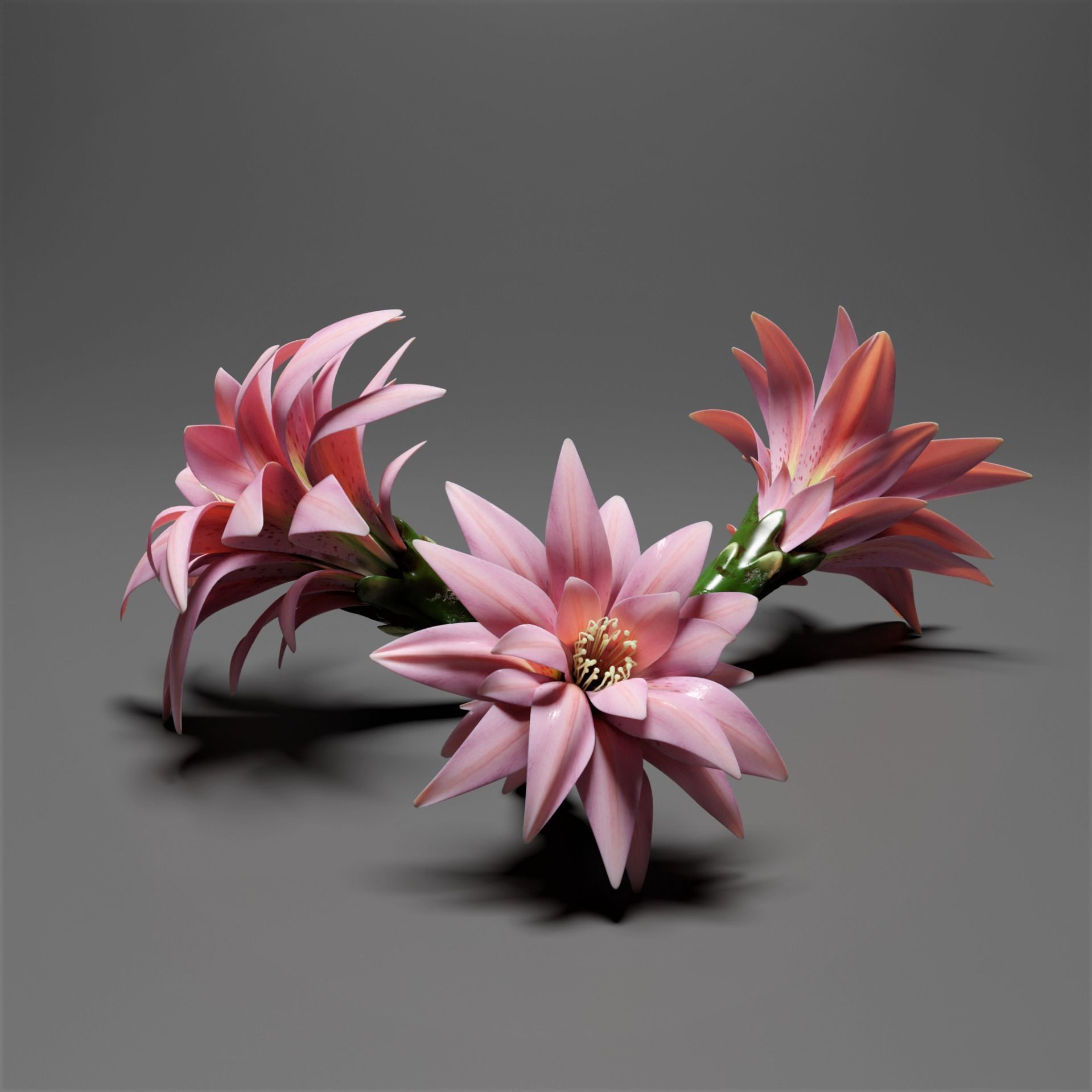 Water lily flower bud 3D model | CGTrader
