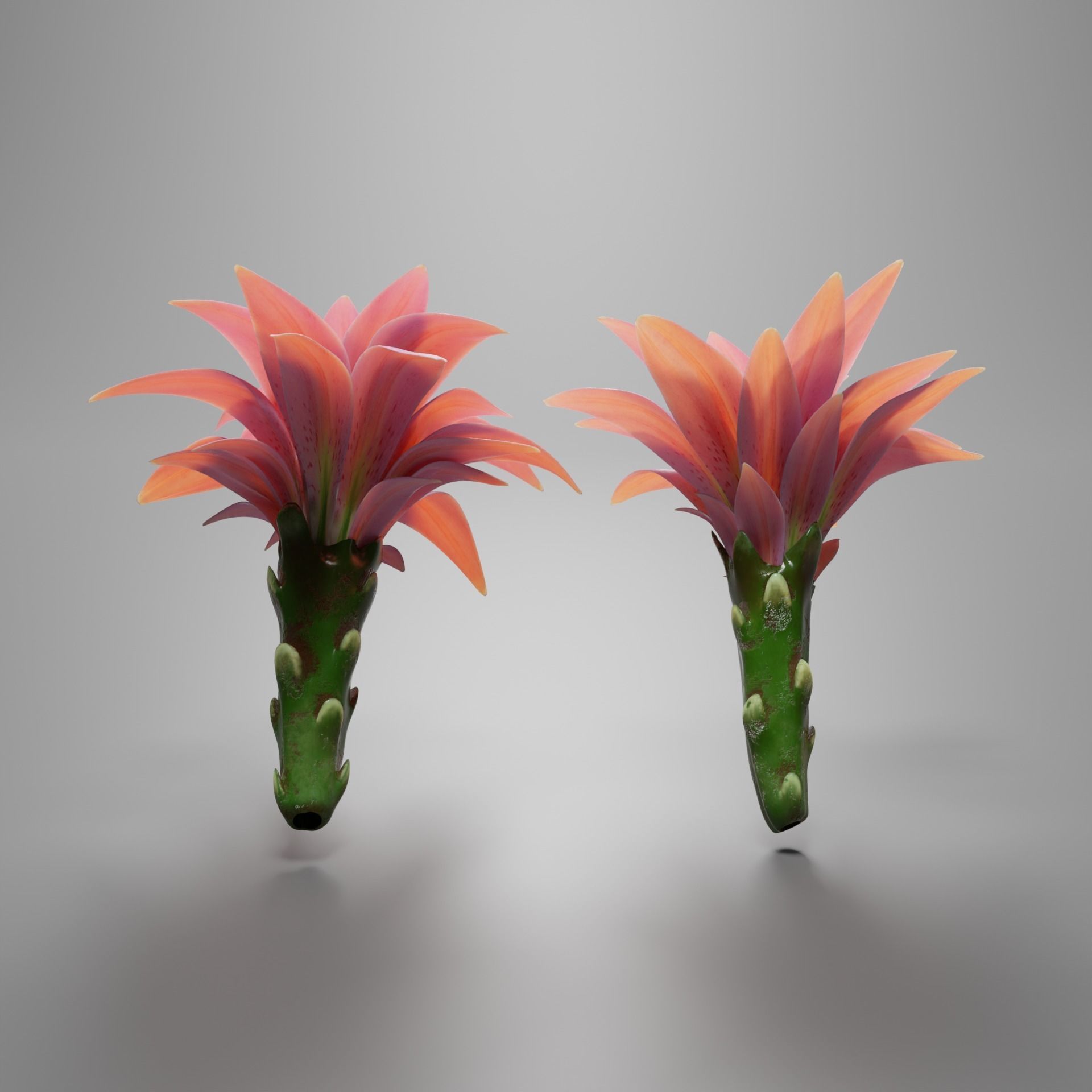 Water lily flower bud 3D model | CGTrader