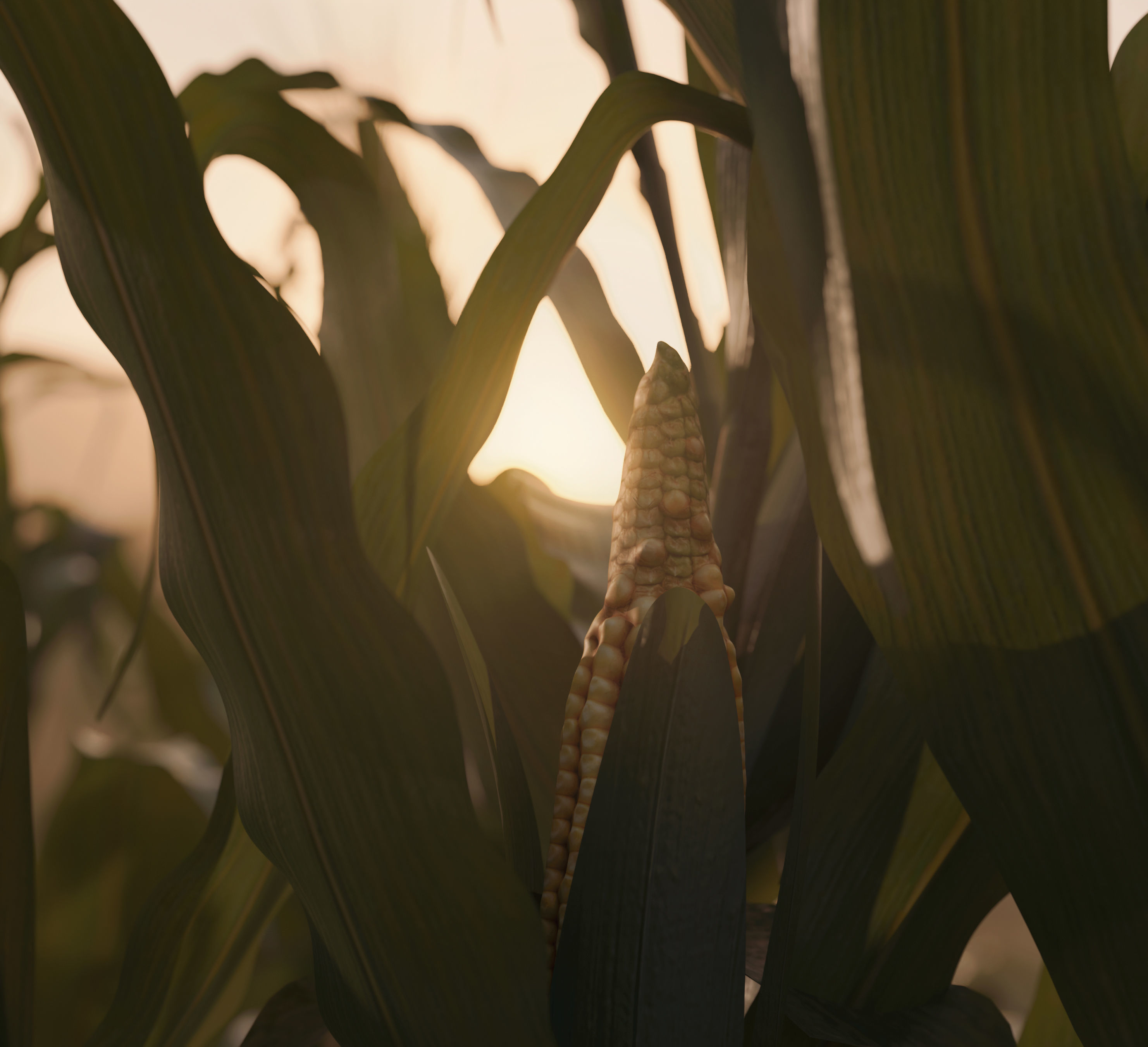 3D model Corn cob of 3 Types in different stages - Blender Asset pack ...