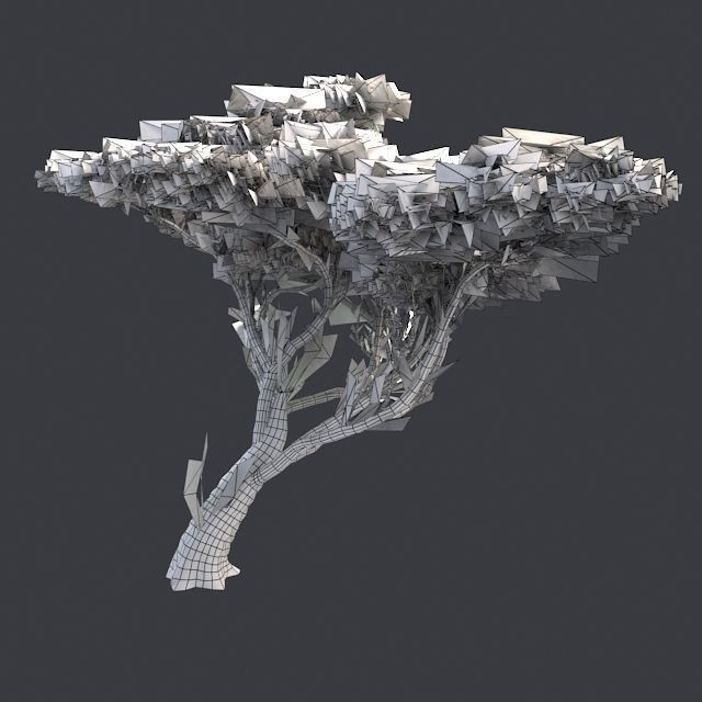 3D model Acacia Tree VR / AR / low-poly | CGTrader