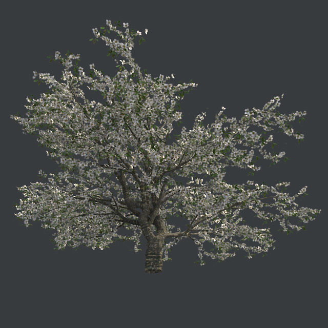 3D model Cherry Blossom Tree VR / AR / low-poly | CGTrader
