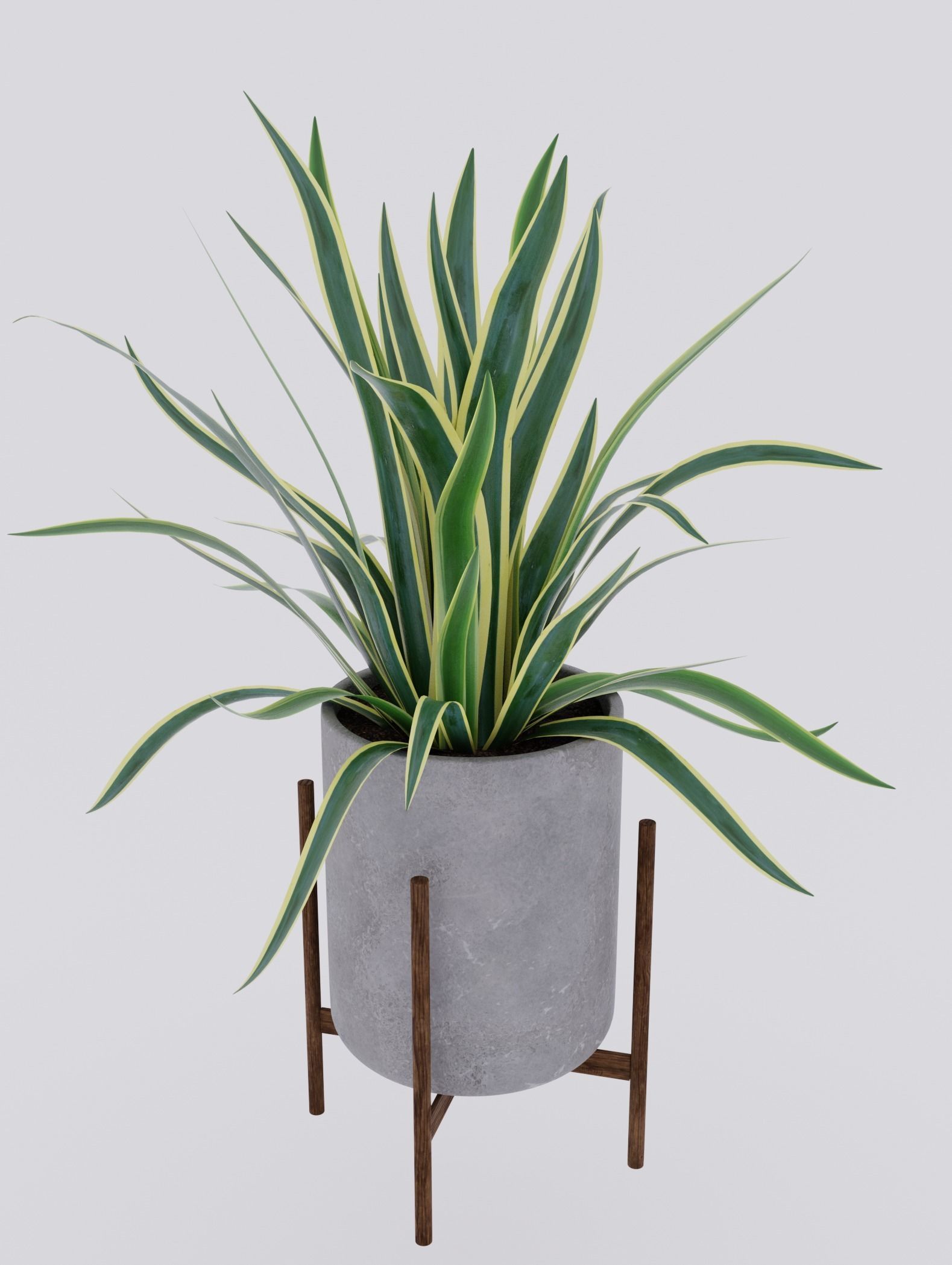 Yucca home plant 3D model | CGTrader