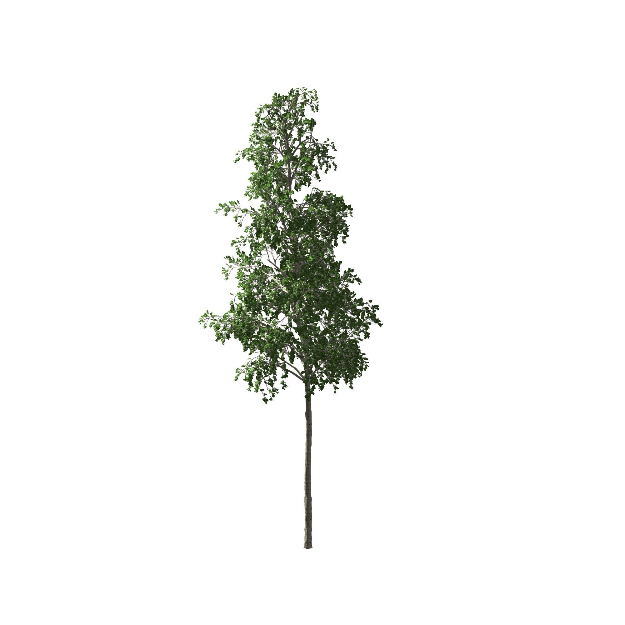 European Aspen tree 3D model | CGTrader