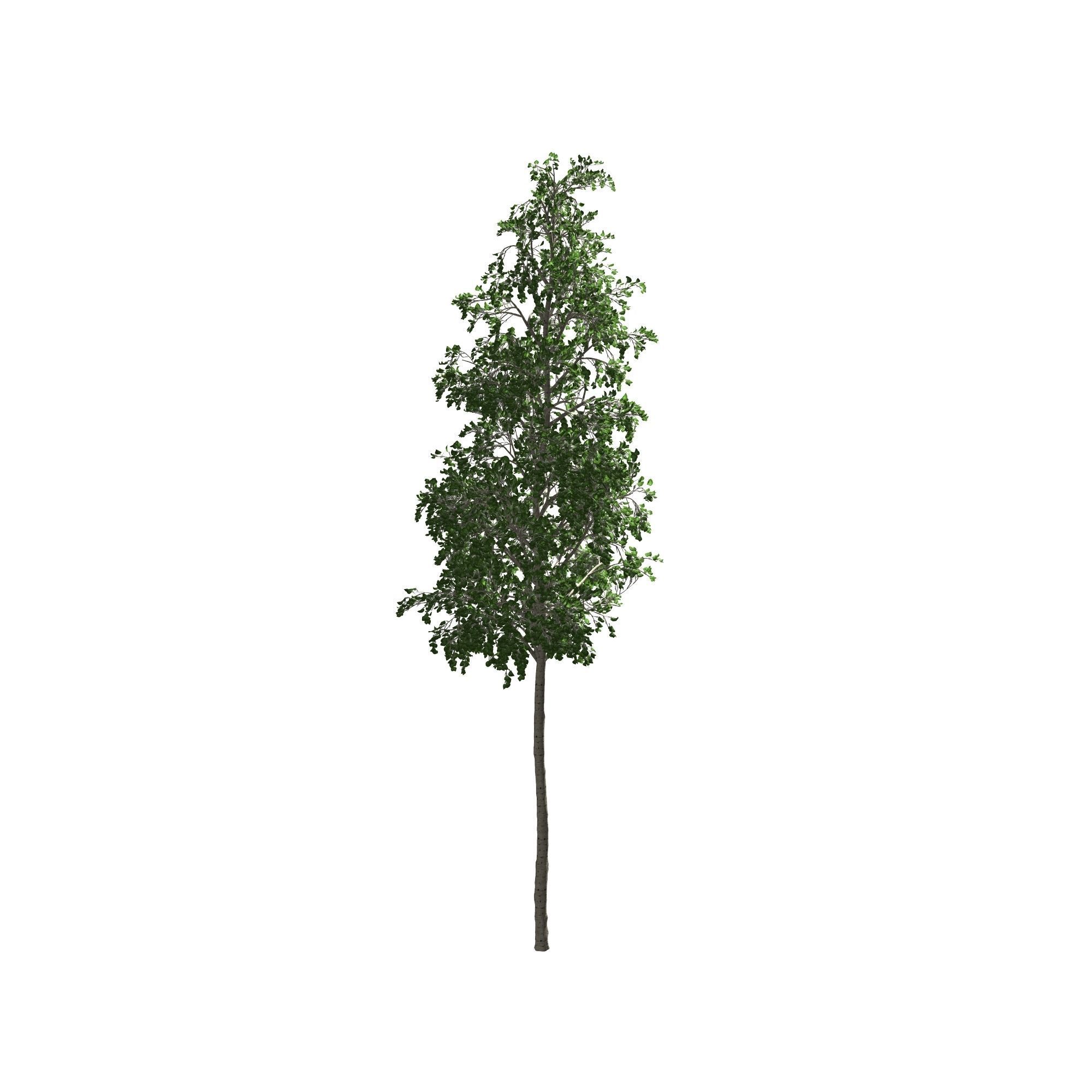 European Aspen tree 3D model | CGTrader