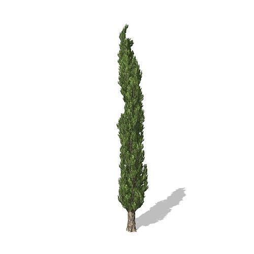 Italian Cypress tree 3D model | CGTrader