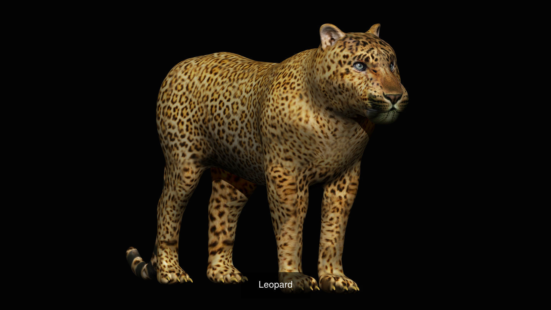 wild big cats collection | CGTrader