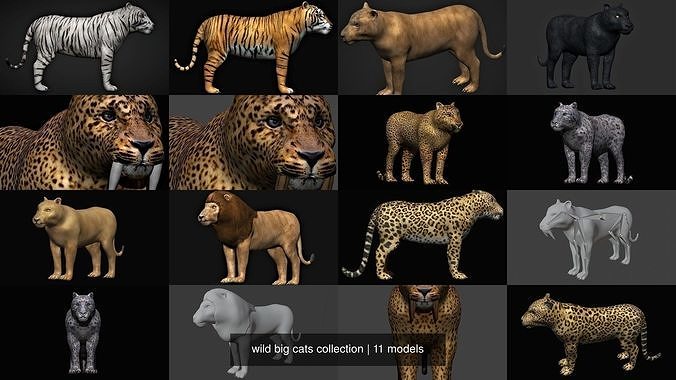 wild big cats collection VR / AR / low-poly | CGTrader
