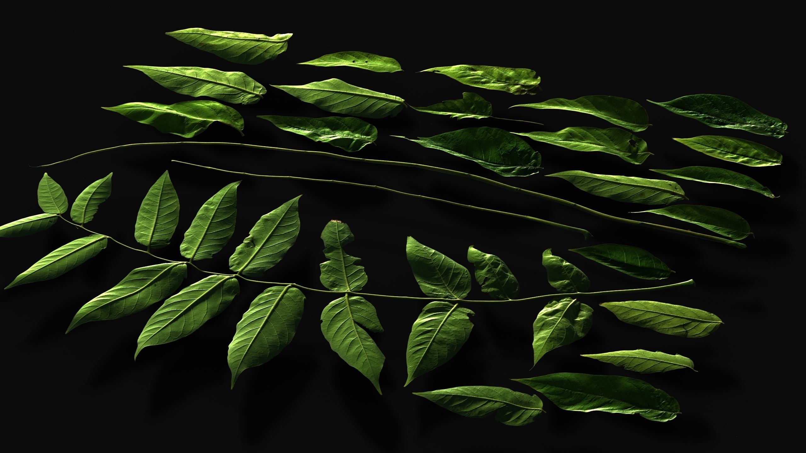 36 Foliage types- 32-16 bit 6K atlases - 325 textures Texture | CGTrader