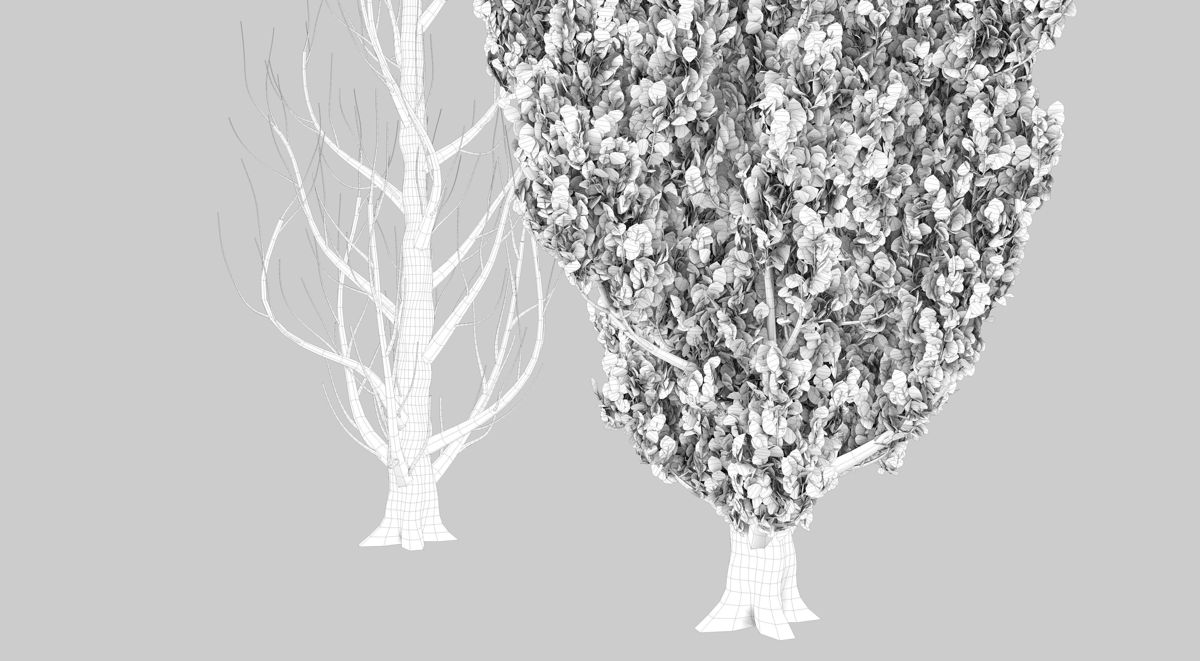 Populus Nigra Tree 3D model | CGTrader