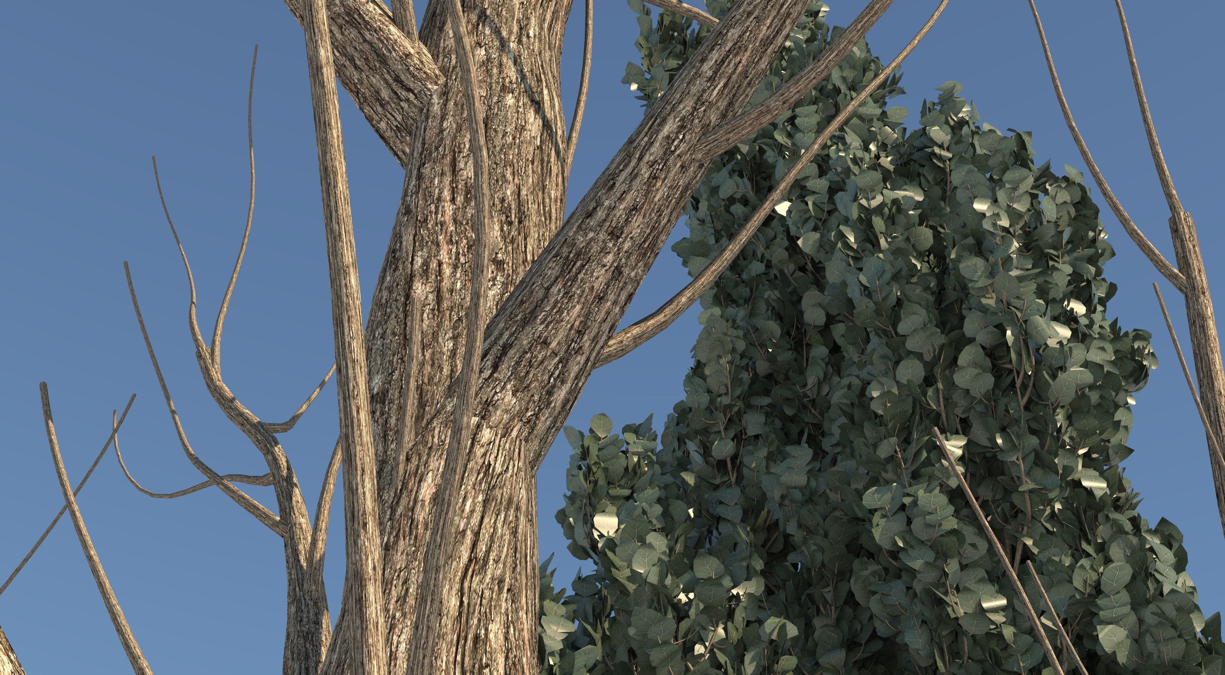 Populus Nigra Tree 3D model | CGTrader