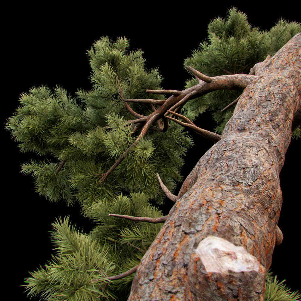Curved pine tree 3D model | CGTrader