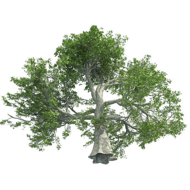 3D model White Oak Tree VR / AR / low-poly | CGTrader