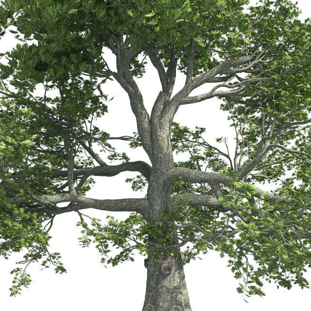 3D model White Oak Tree VR / AR / low-poly | CGTrader