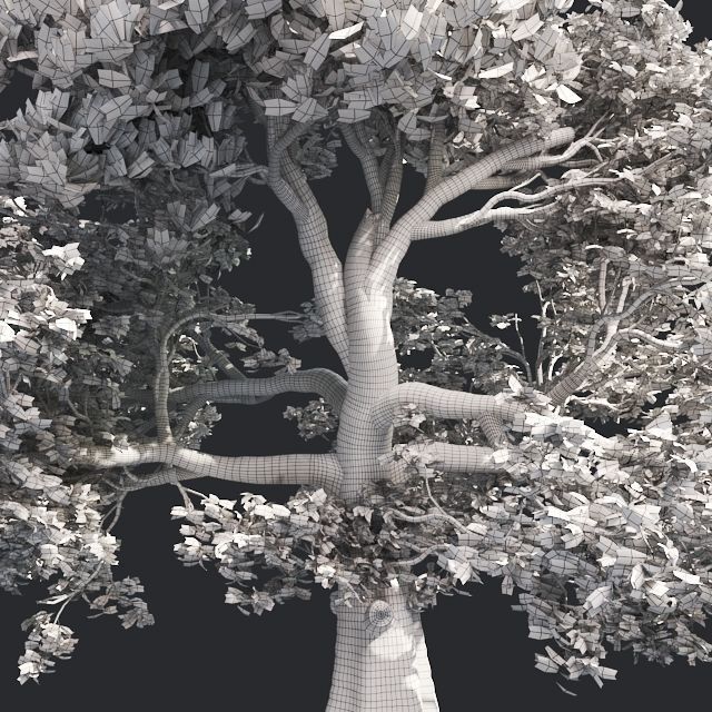 3D model White Oak Tree VR / AR / low-poly | CGTrader