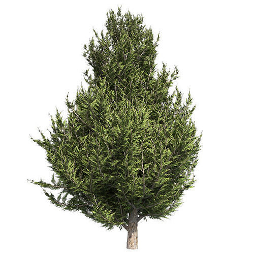 3D model Hollywood Juniper Tree 02 VR / AR / low-poly | CGTrader