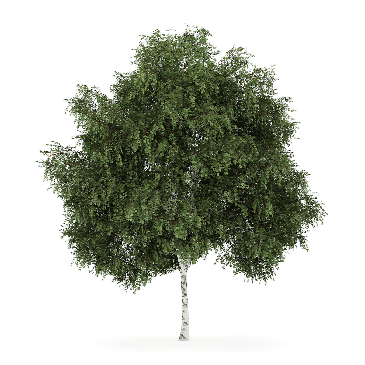 CGAxis Models Volume 34 Trees IV C4D 3D model | CGTrader