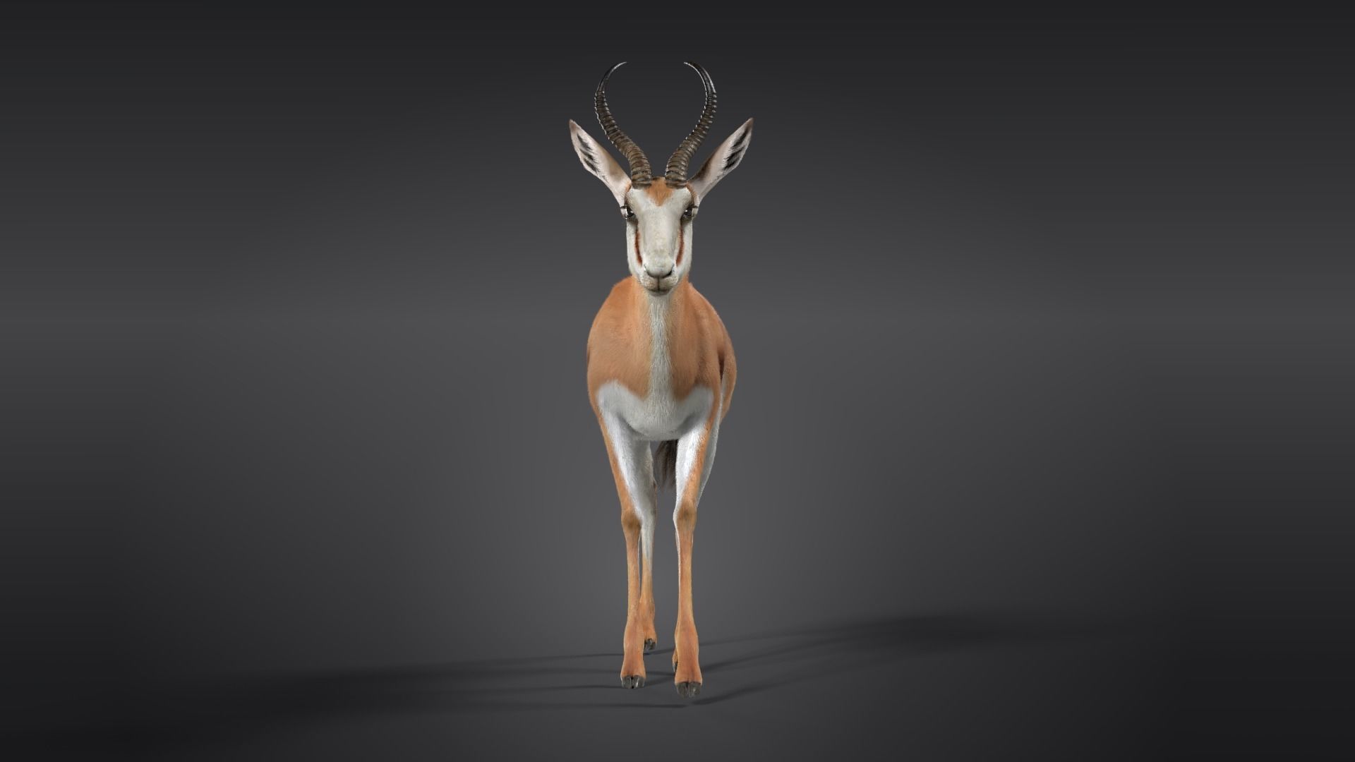 Springbok Animated 3D model animated rigged | CGTrader