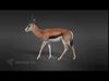 Springbok Animated 3D model animated rigged | CGTrader