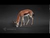 Springbok Animated 3D model animated rigged | CGTrader