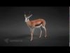 Springbok Animated 3D model animated rigged | CGTrader