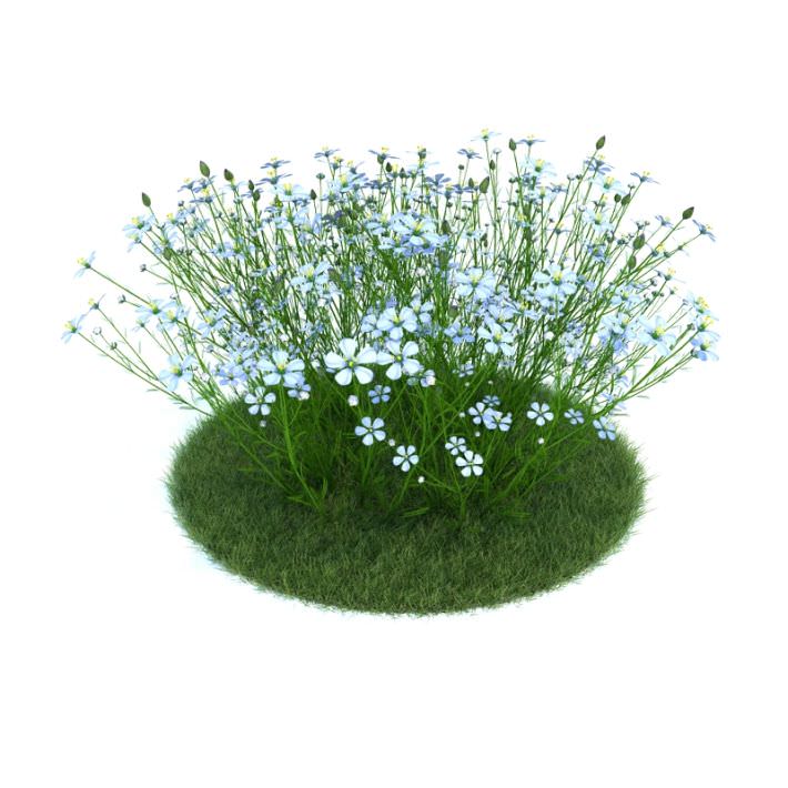 White Garden Flower 3D model | CGTrader