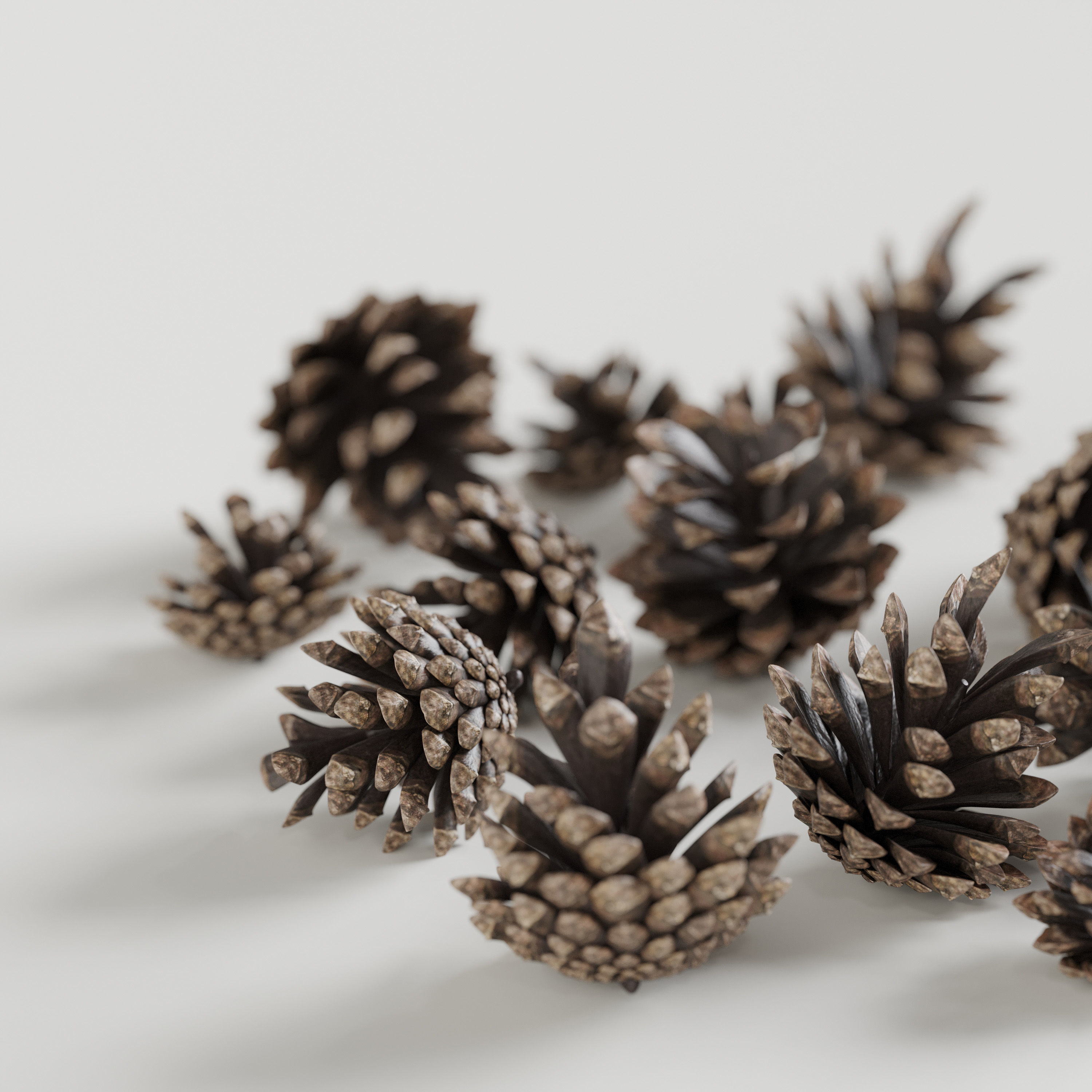 Pine Cone Set 3D model | CGTrader