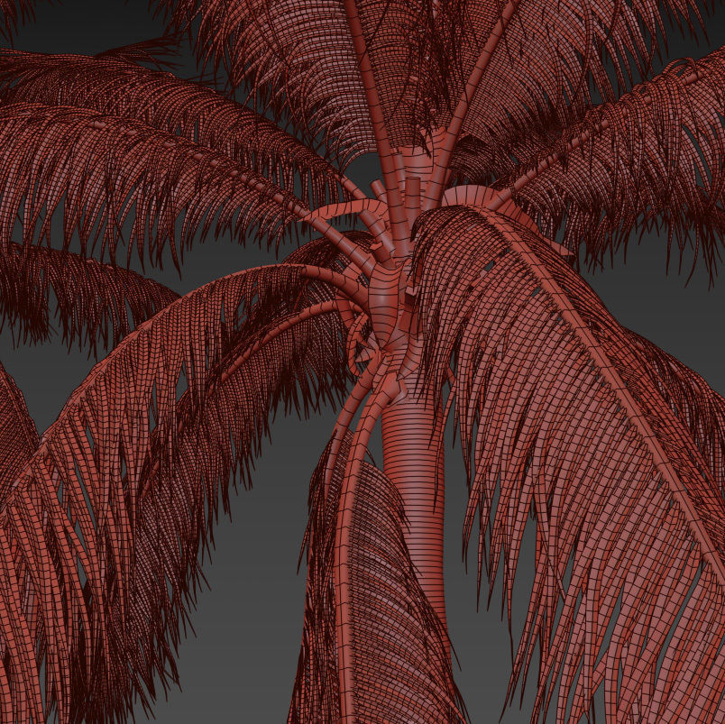Coconut tree - Cocos Nucifera 3D model | CGTrader