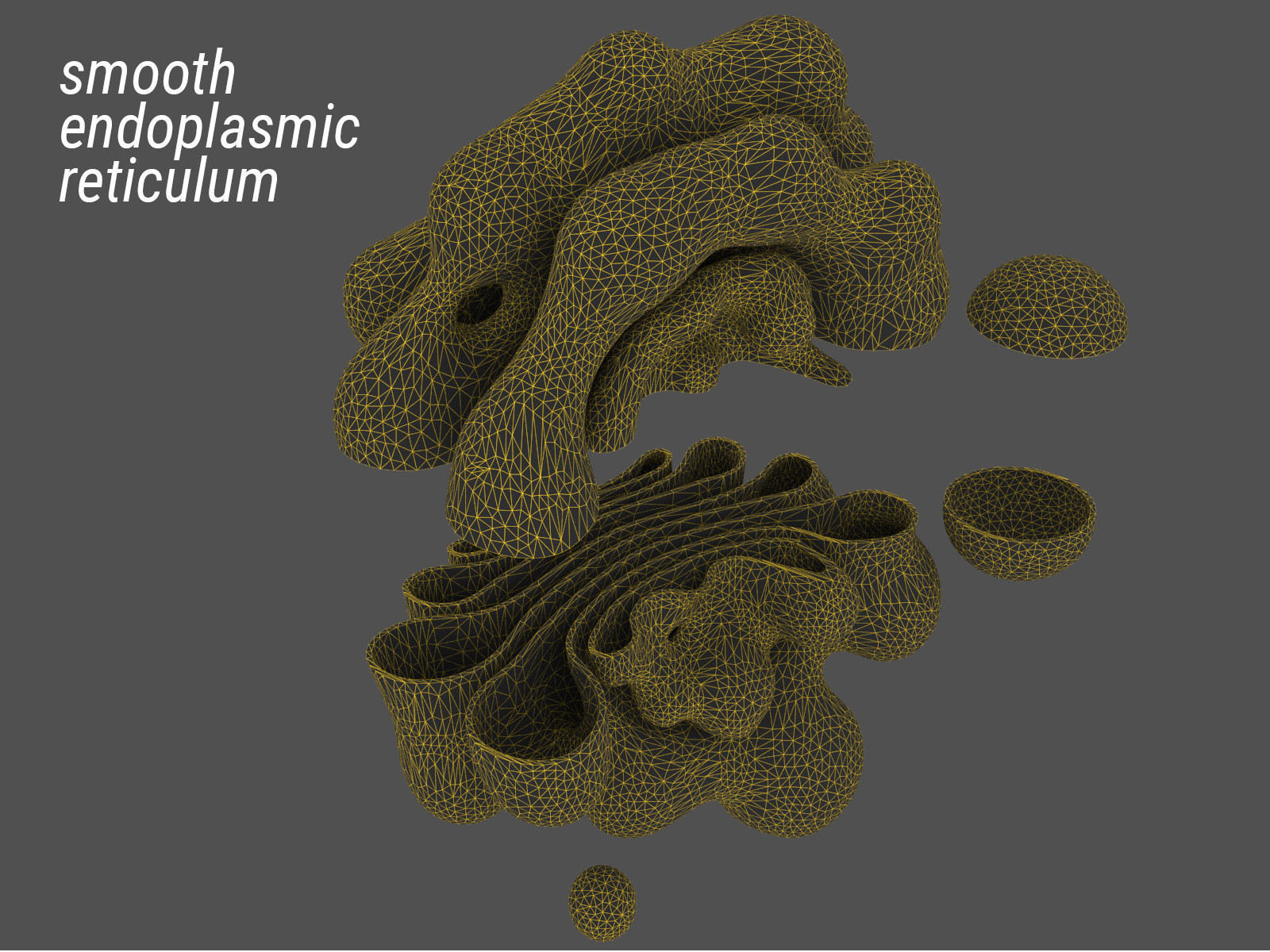 Animal Cell 3D Blender 3D model animated | CGTrader