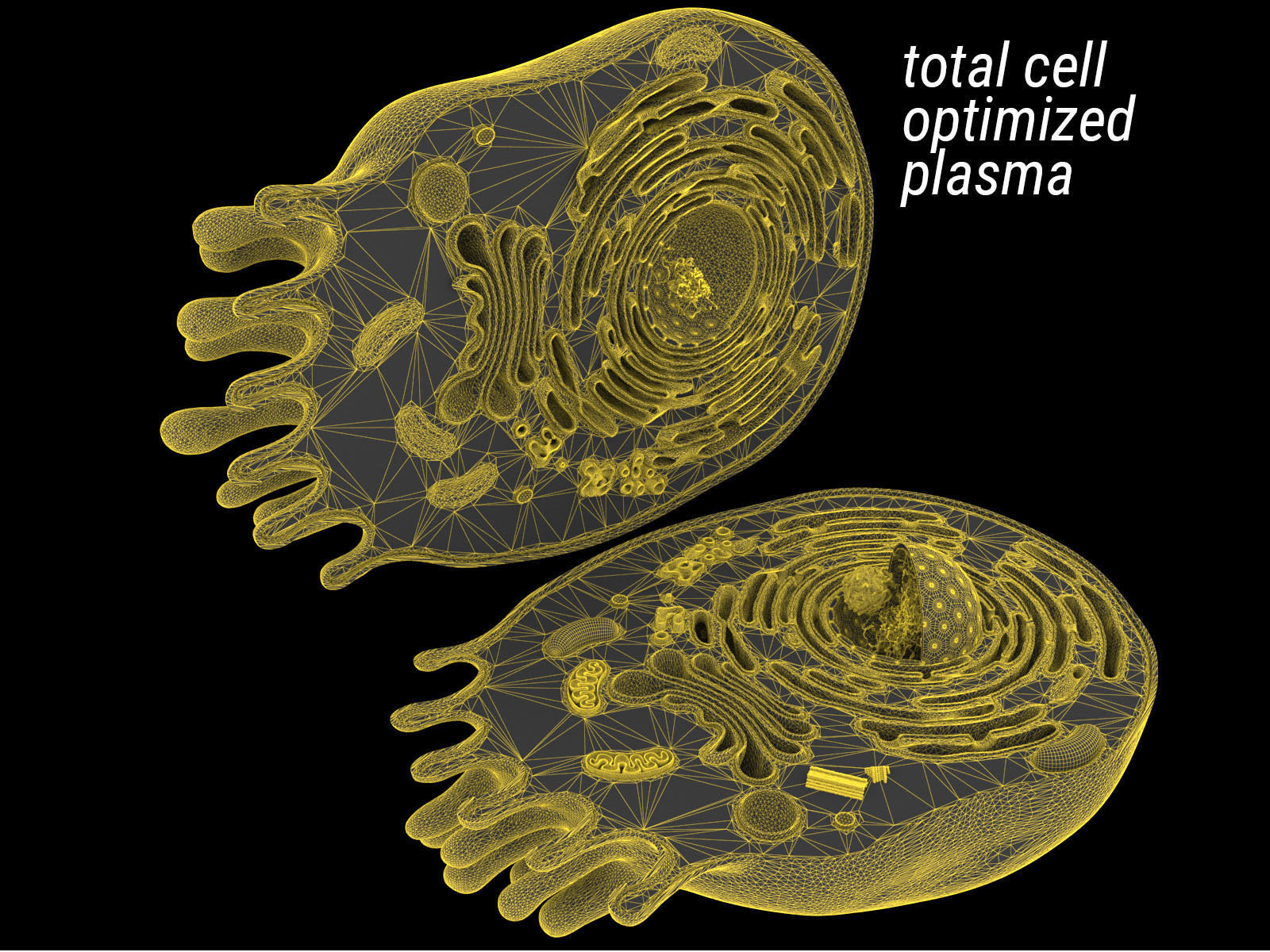 Animal Cell 3D Blender 3D model animated | CGTrader