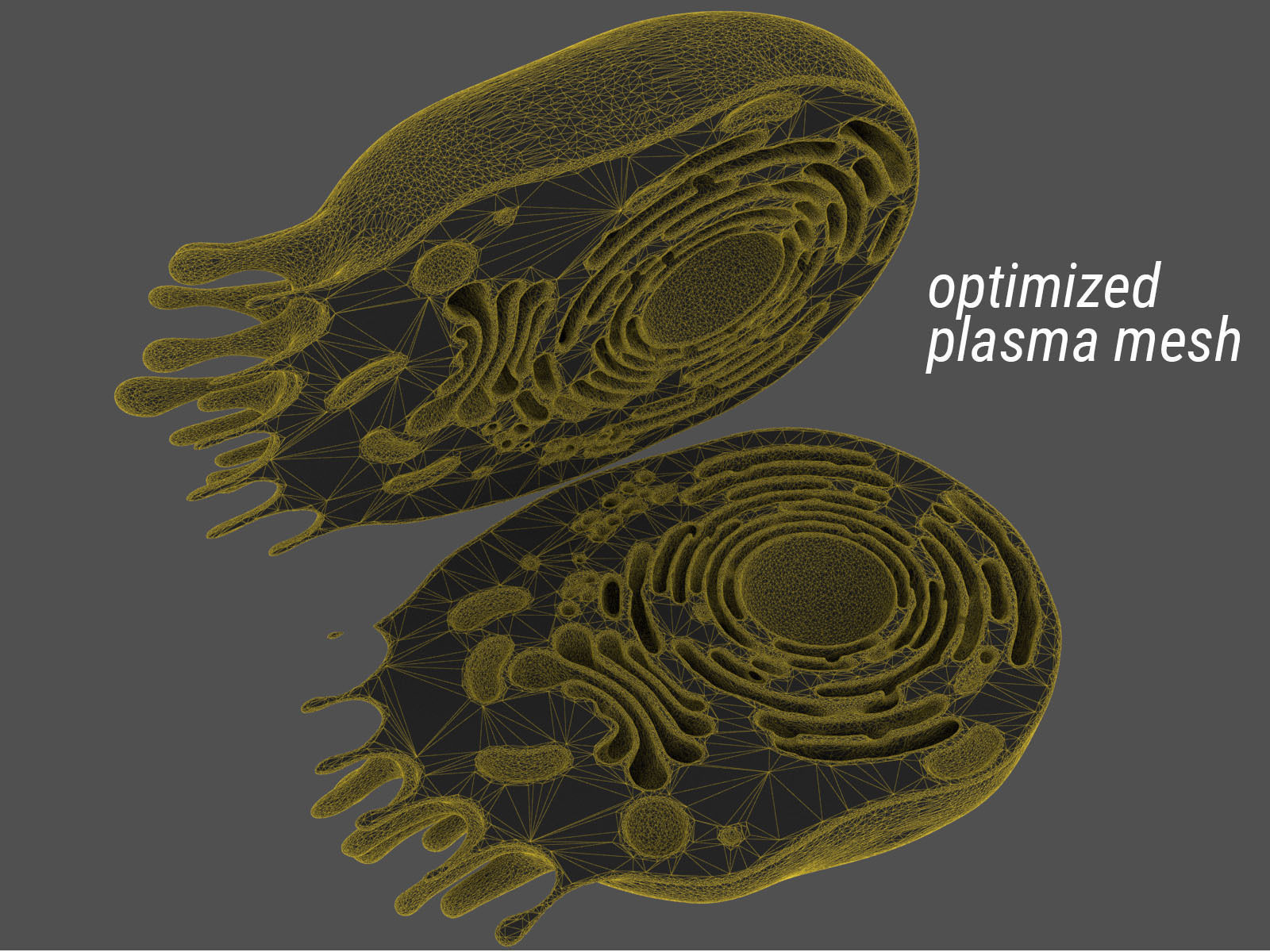 Animal Cell 3D Blender 3D model animated | CGTrader