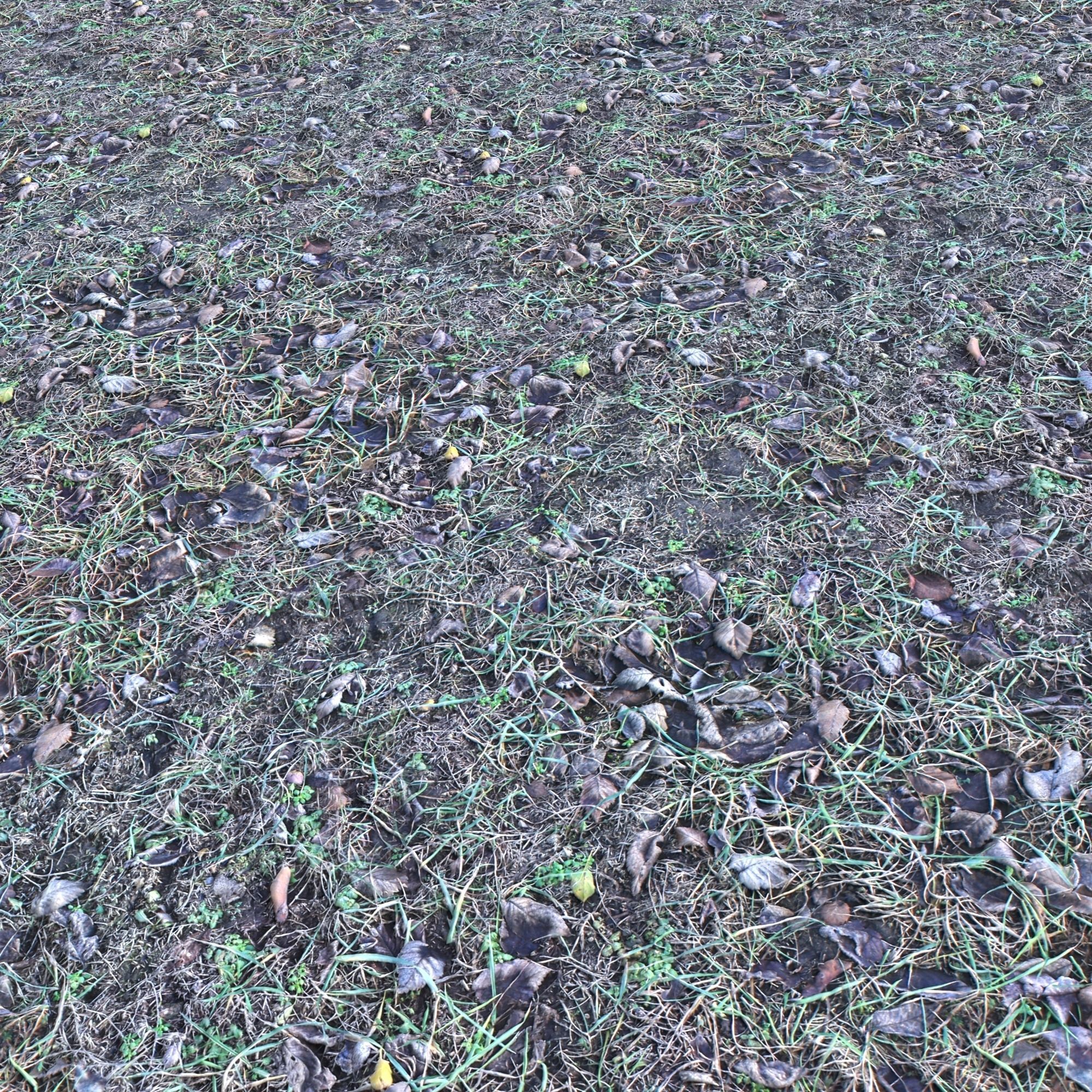 Ground Collection PBR Texture Texture | CGTrader
