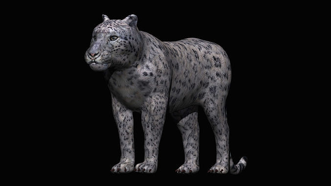 Snow leopard 3D model rigged | CGTrader