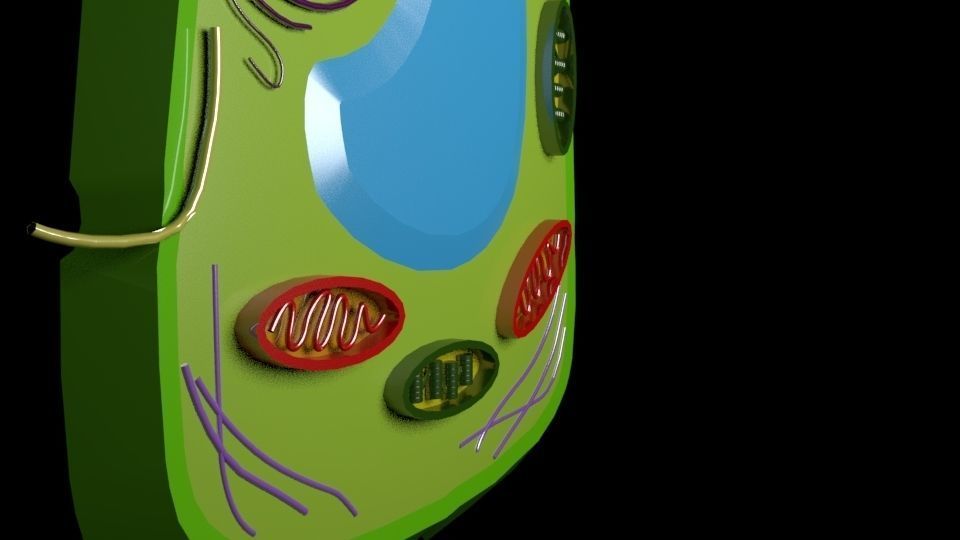 A Plant Cell 3D model | CGTrader
