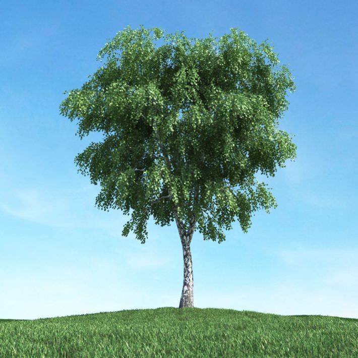 Outdoor Maple Tree 3D model | CGTrader