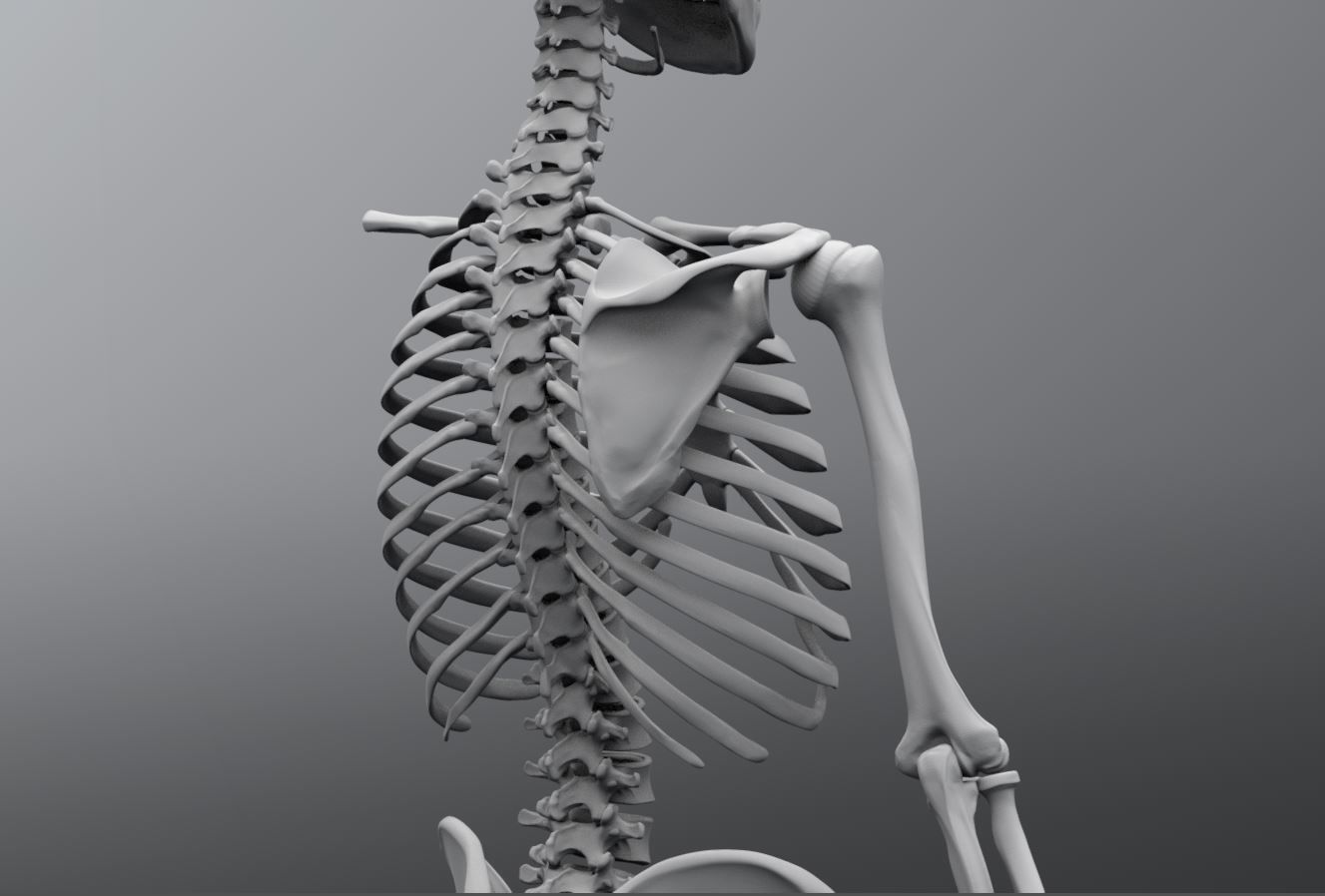 Human Skeleton Full Articulated 3D model 3D printable | CGTrader