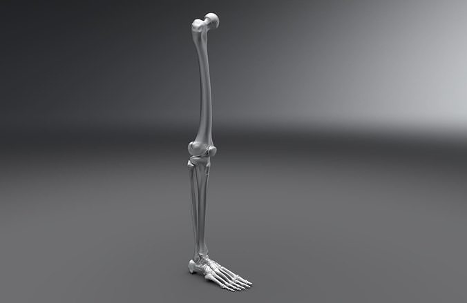 Human Leg Realistic Articulated 3D model 3D printable | CGTrader
