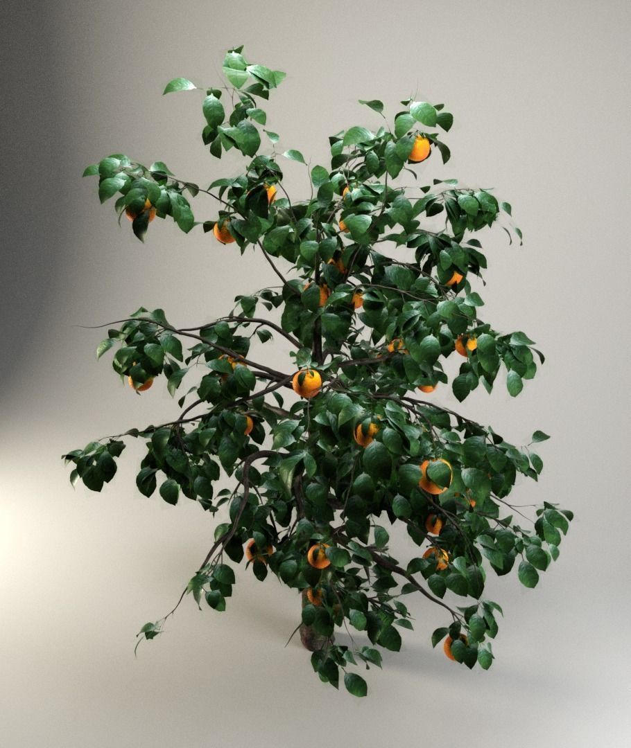 Orange tree 3D model | CGTrader