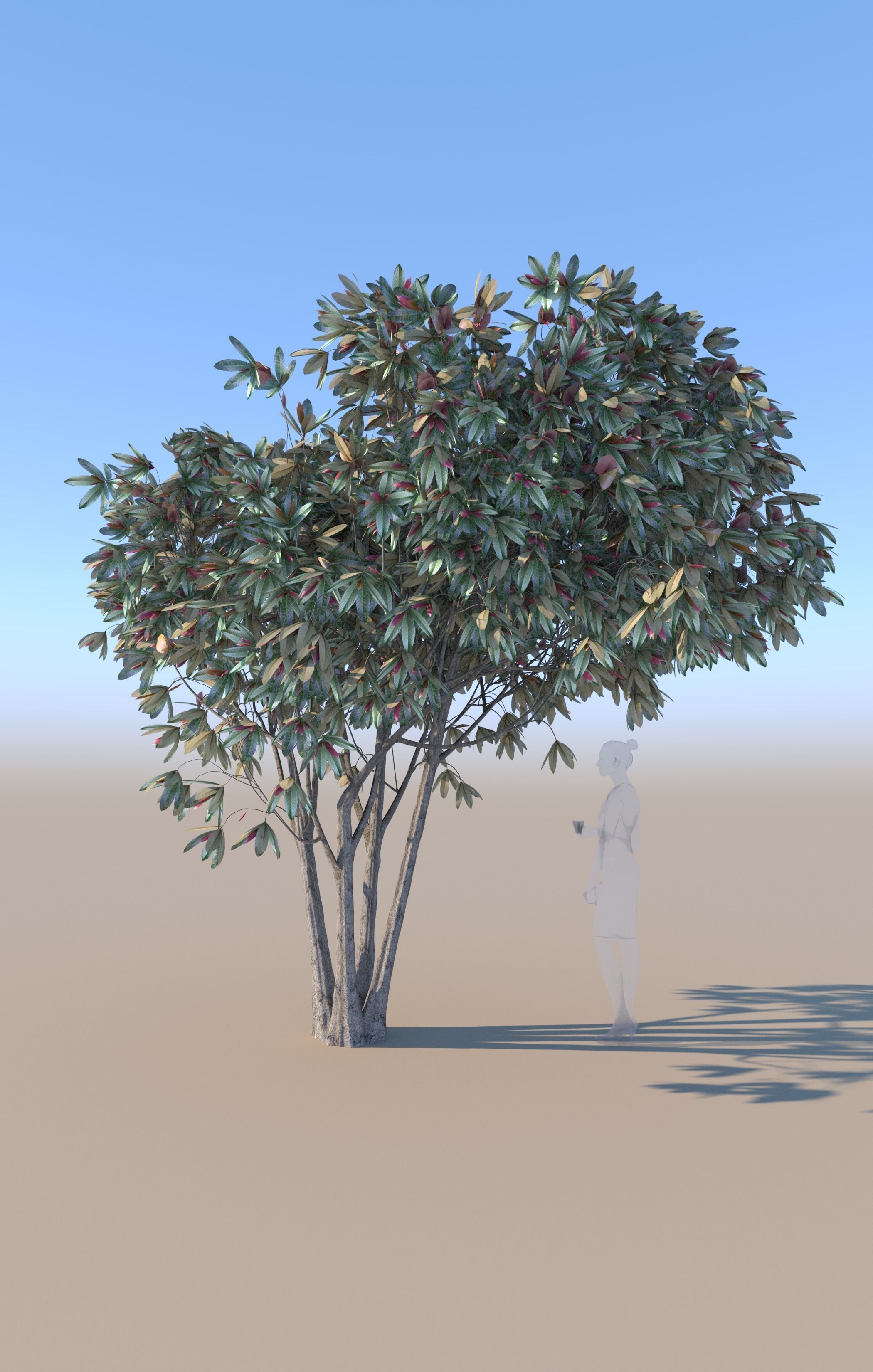 Bronze loquat eriobotrya deflexa multi 3D model | CGTrader