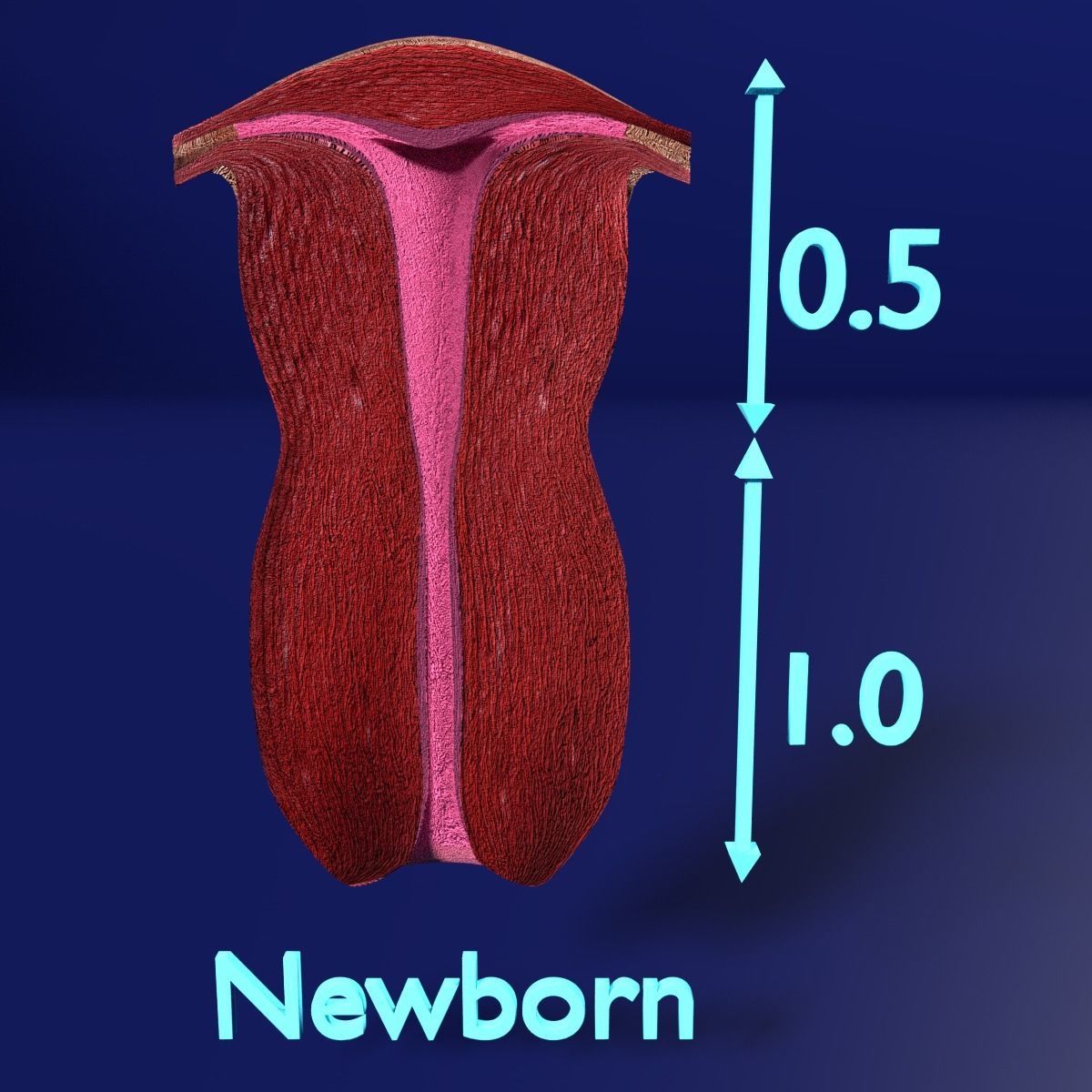 uterus stages cut section animated labelled 3D model | CGTrader