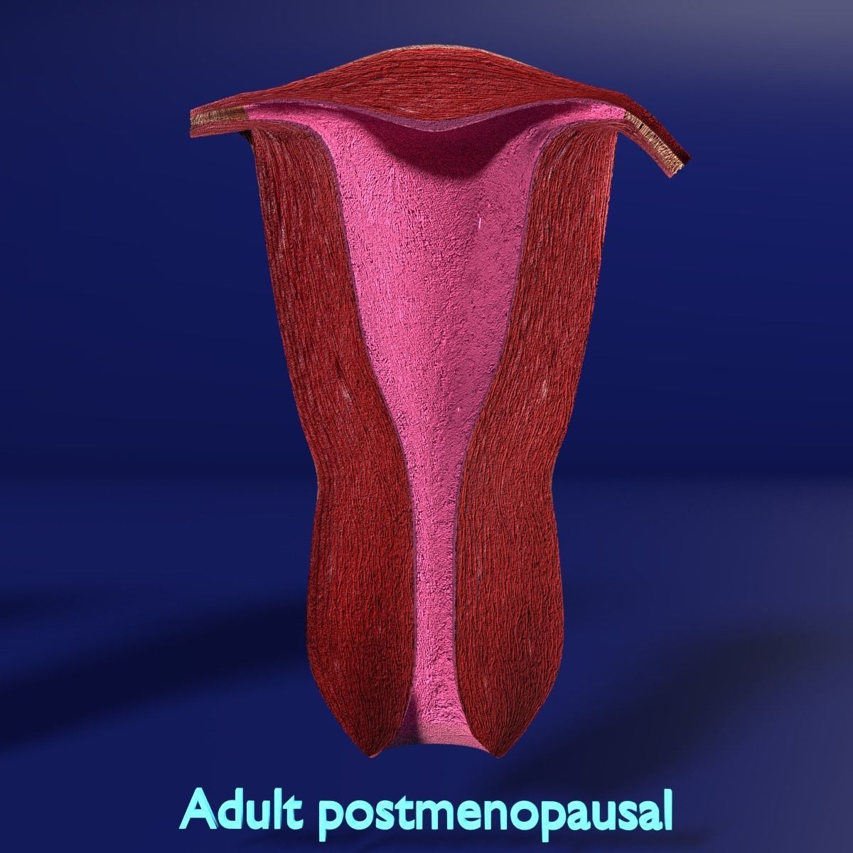 uterus stages cut section animated labelled 3D model | CGTrader